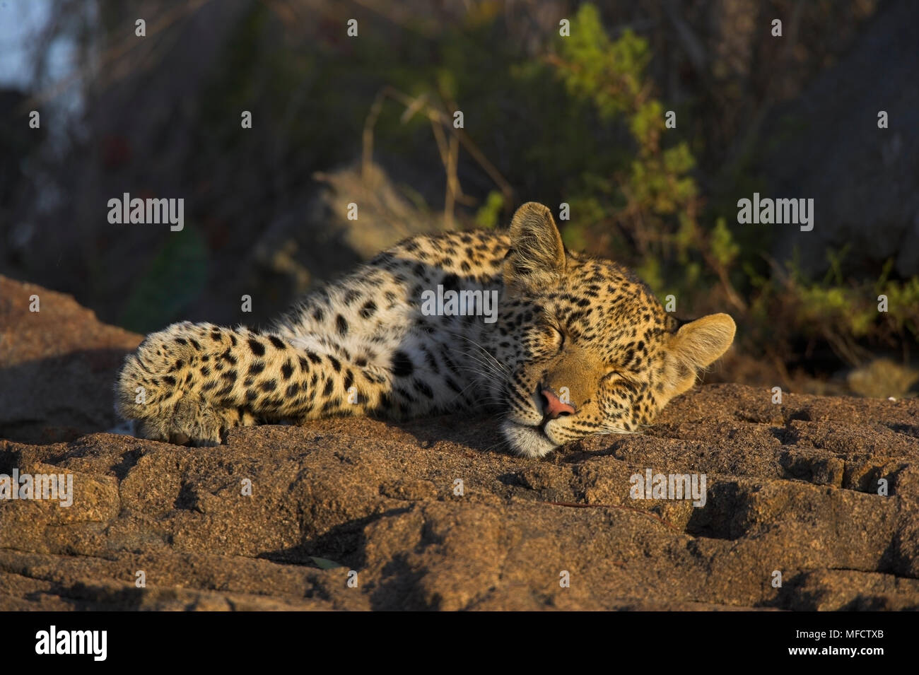 AFRICAN LEOPARD sleeping Panthera pardus South Africa Stock Photo - Alamy