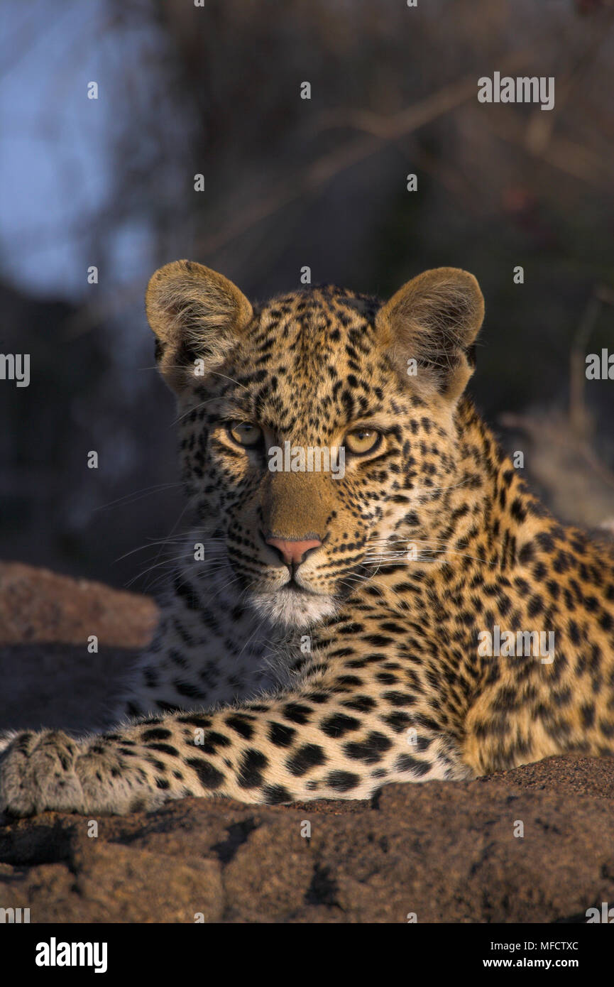 AFRICAN LEOPARD young female on rock Panthera pardus South Africa Stock ...