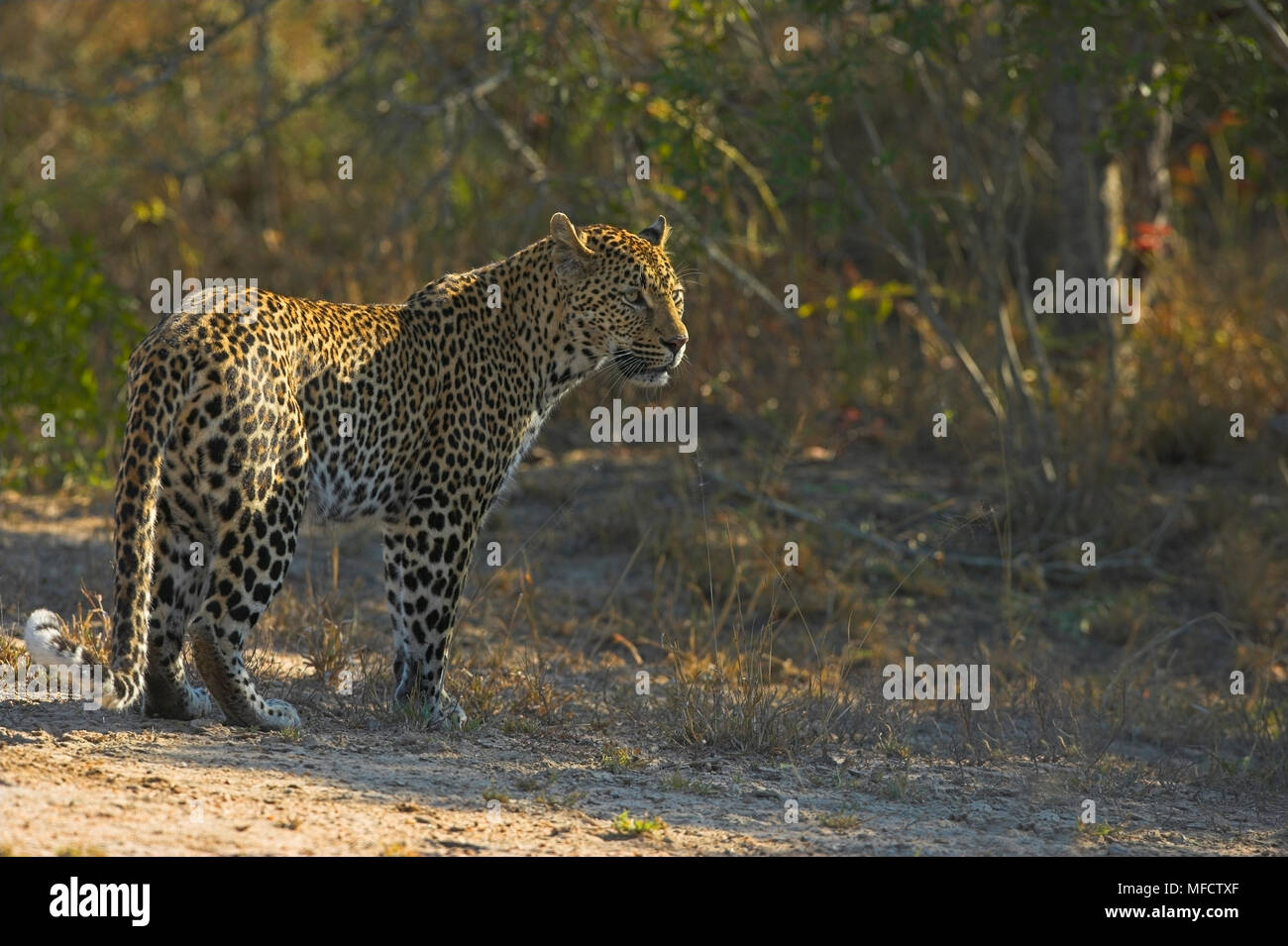 Zb1070 aro005463c hi-res stock photography and images - Alamy