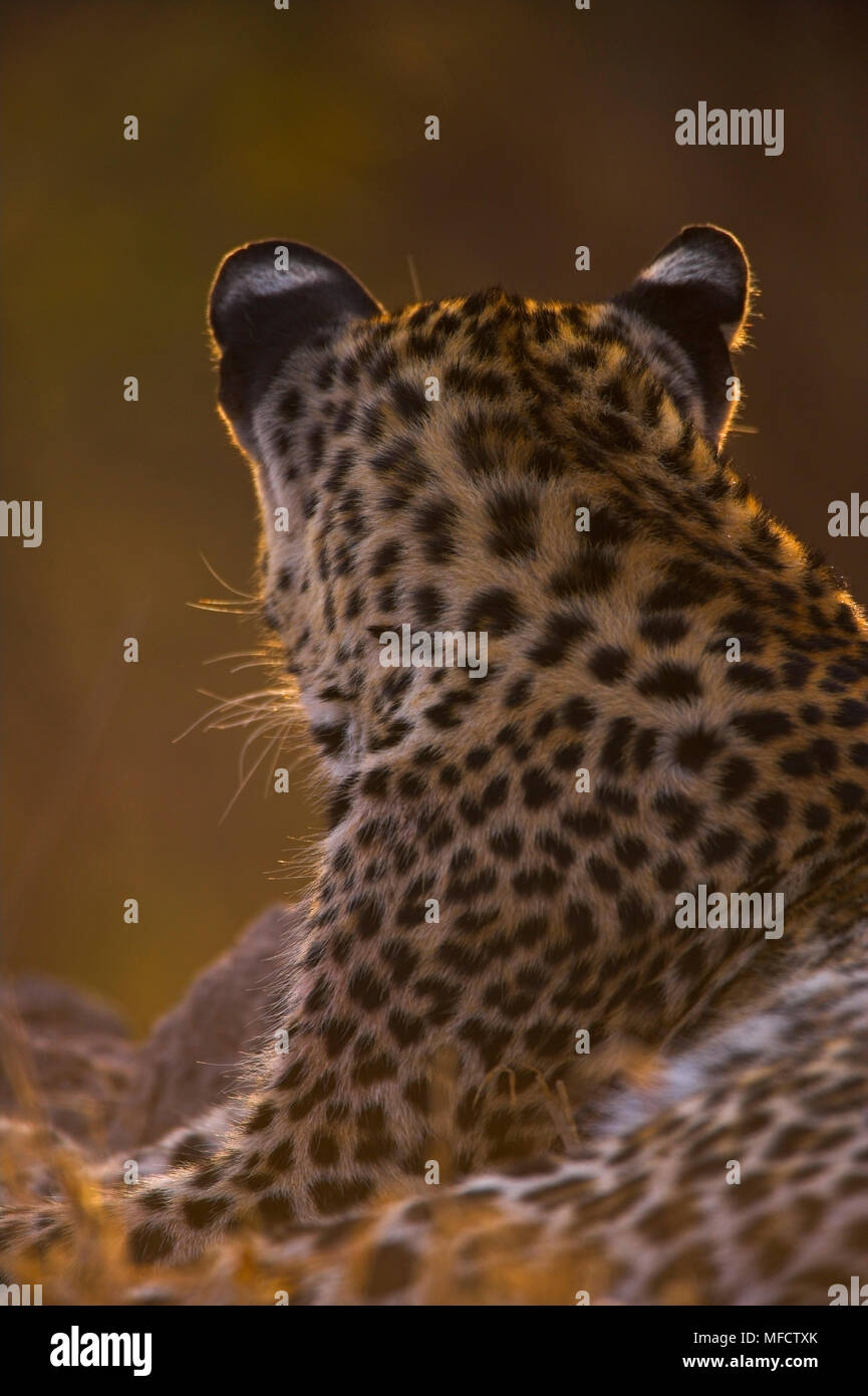 Earspots hi-res stock photography and images - Alamy