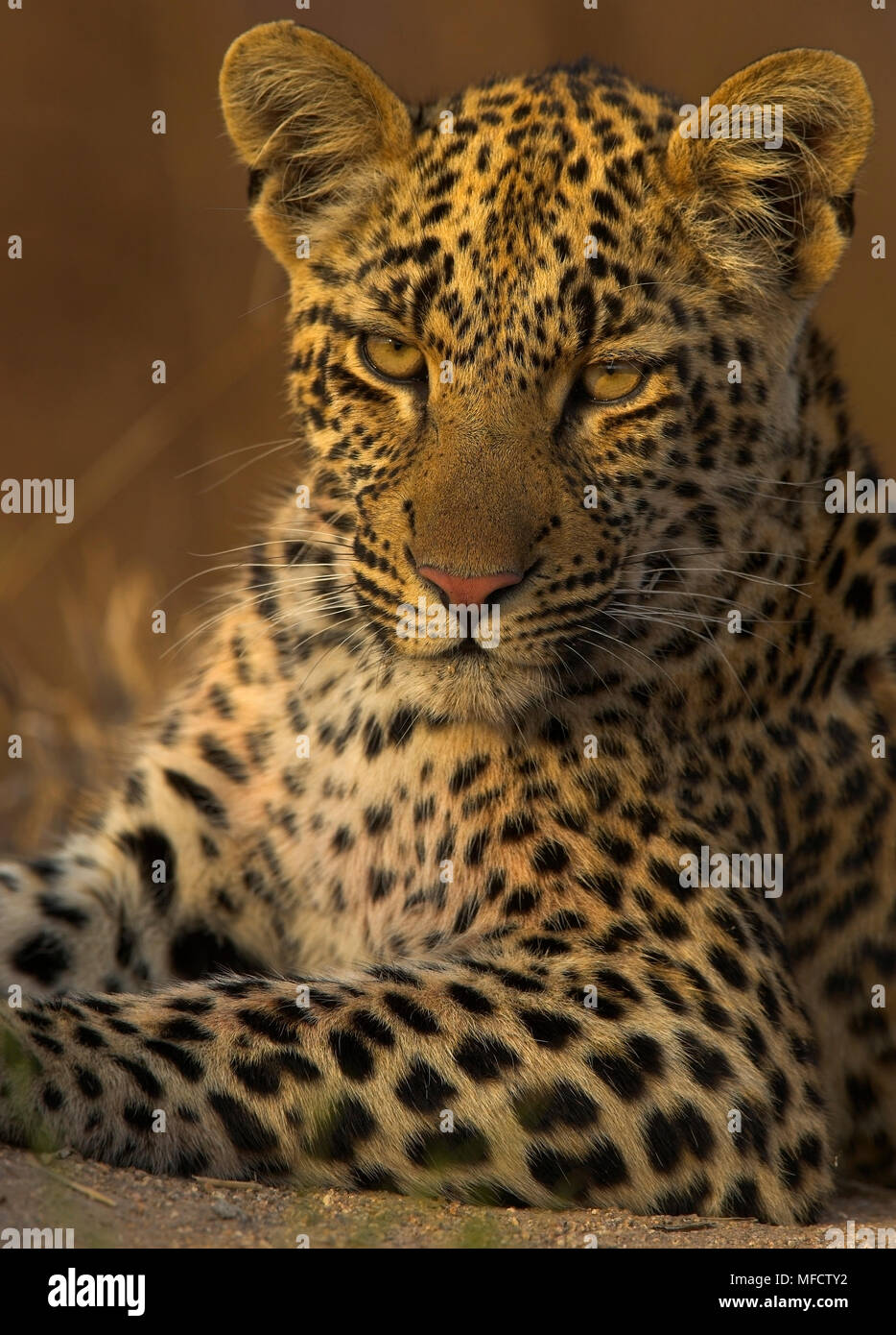 AFRICAN LEOPARD close up Panthera pardus South Africa Stock Photo - Alamy