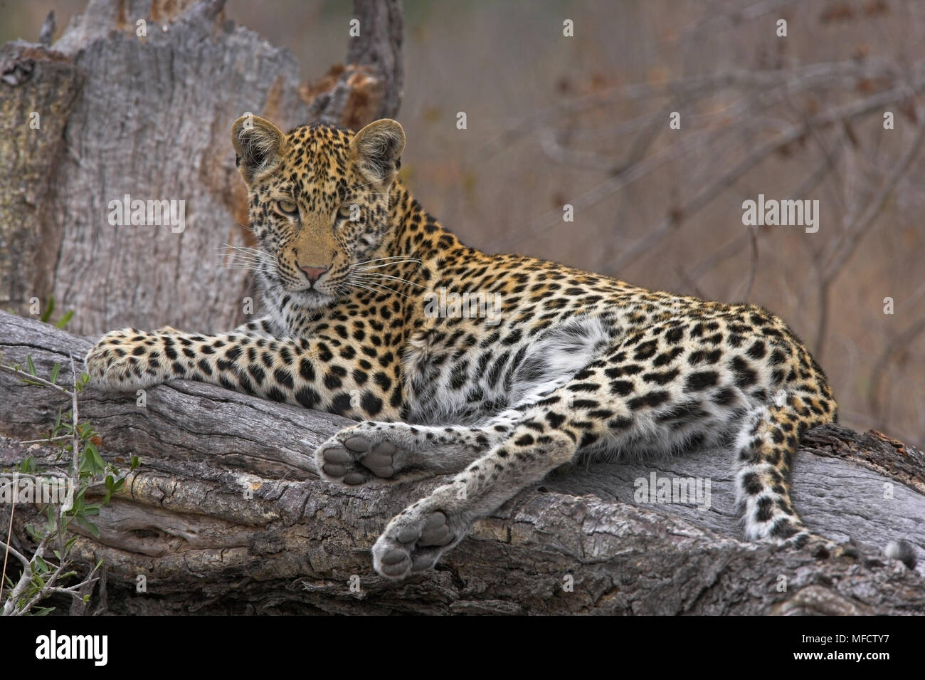 AFRICAN LEOPARD on log Panthera pardus South Africa Stock Photo - Alamy