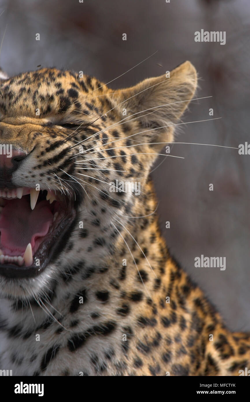 AFRICAN LEOPARD snarling Panthera pardus South Africa Stock Photo - Alamy