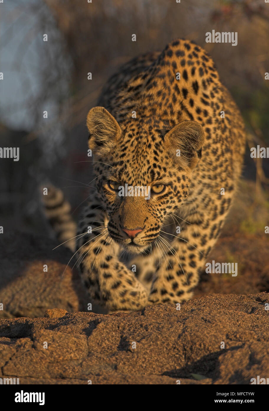 AFRICAN LEOPARD stalking Panthera pardus South Africa Stock Photo - Alamy