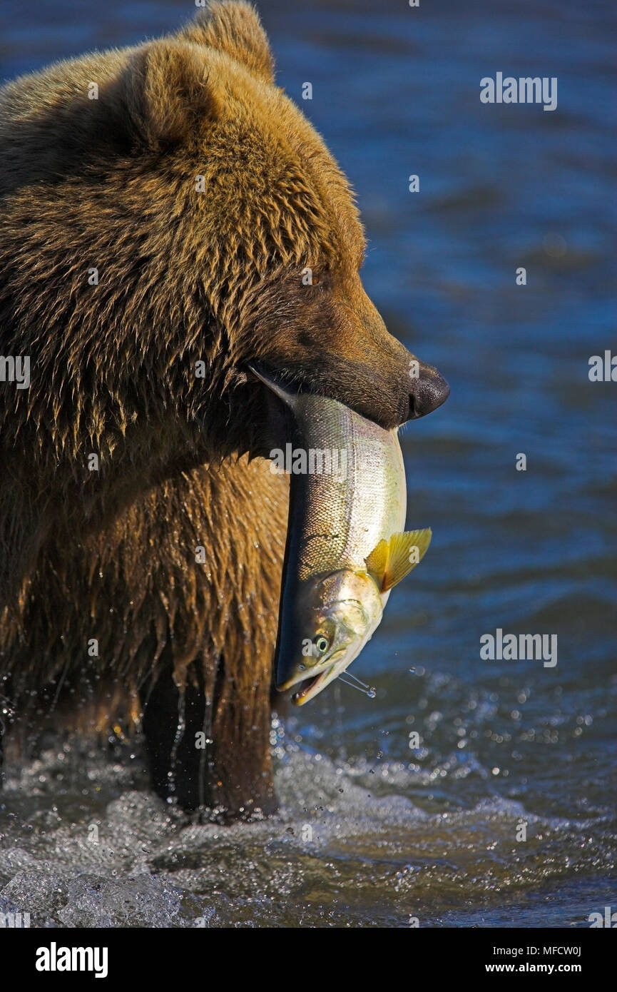 Bear carrying fish hi-res stock photography and images - Alamy
