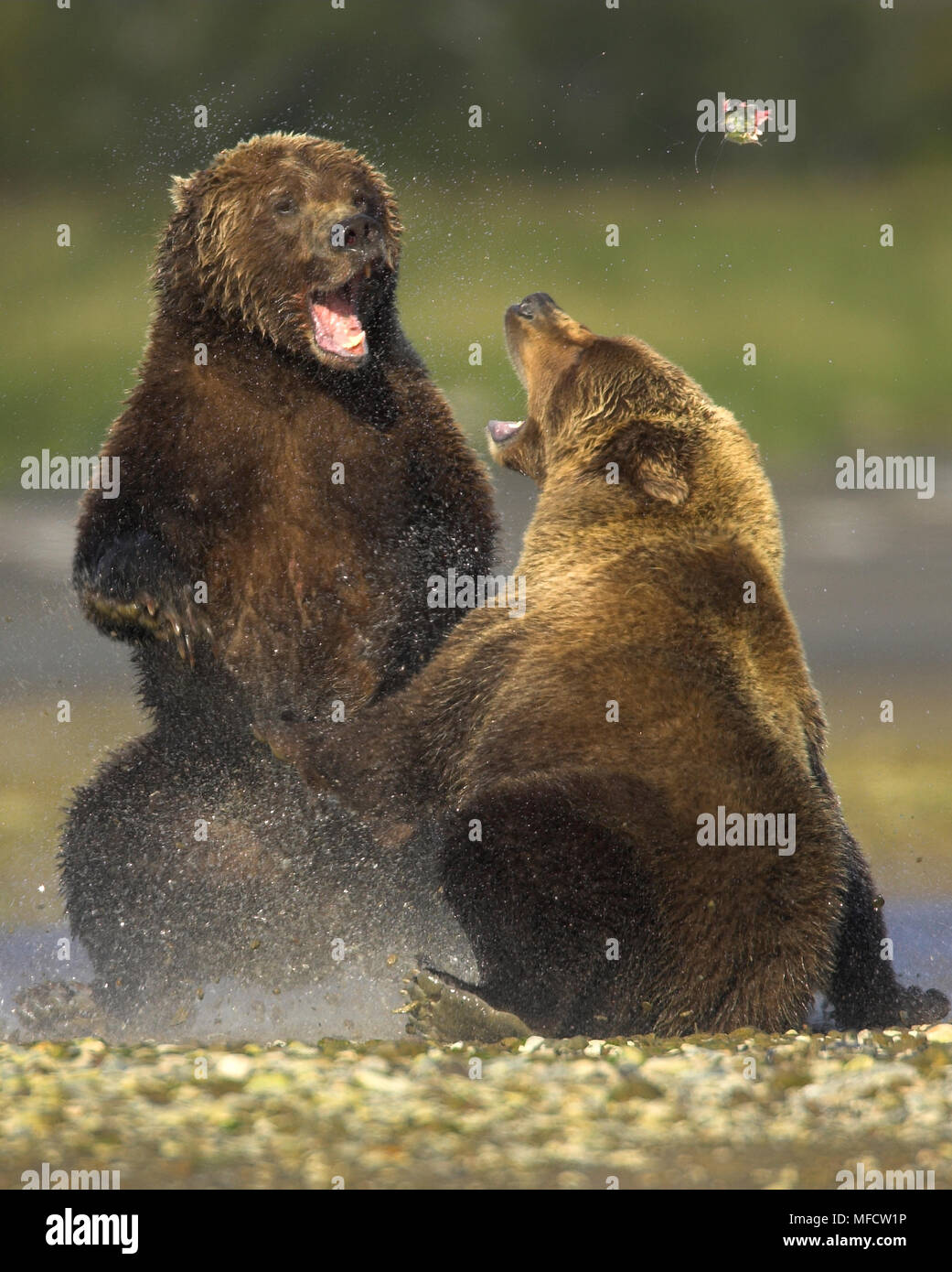 AMERICAN BROWN or GRIZZLY BEAR Ursus arctos two sows fighting over fish ...