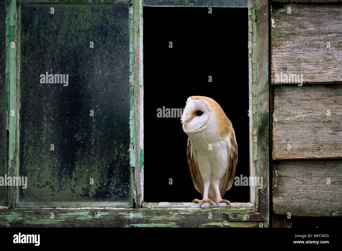 BARN OWL in nest window Tyto alba UK Stock Photo - Alamy