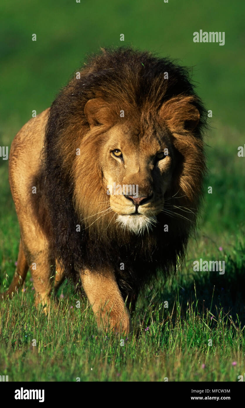 AFRICAN LION male walking Panthera leo Africa. Captive Stock Photo - Alamy