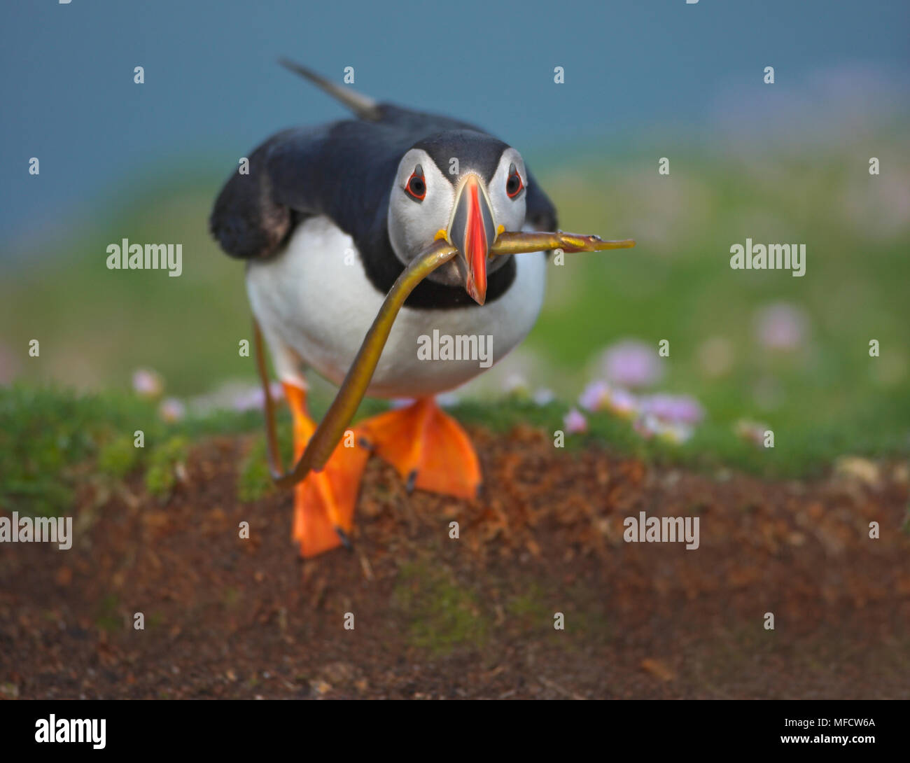 PUFFIN with pipefish prey Fratercula arctica Climate change has caused ...