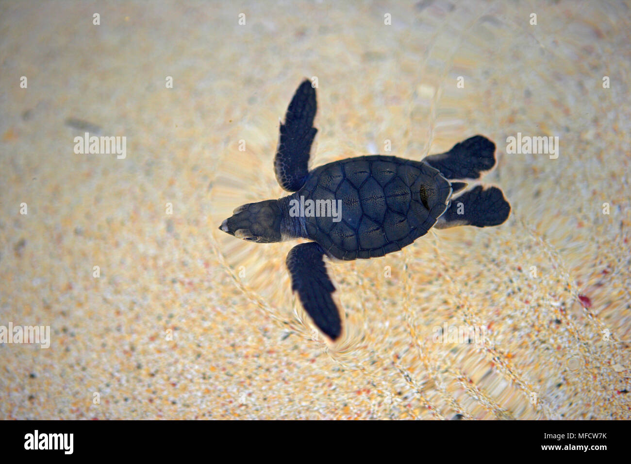 Ascension island turtle hi-res stock photography and images - Alamy