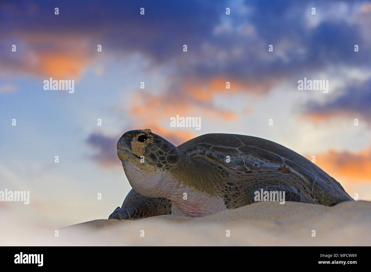 Ascension island turtle eggs hi-res stock photography and images - Alamy