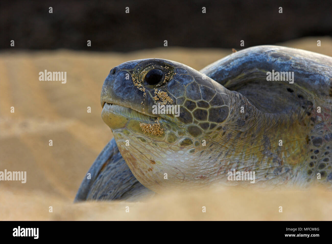 GREEN TURTLE female head detail Chelonius mydas Ascension Island Stock ...