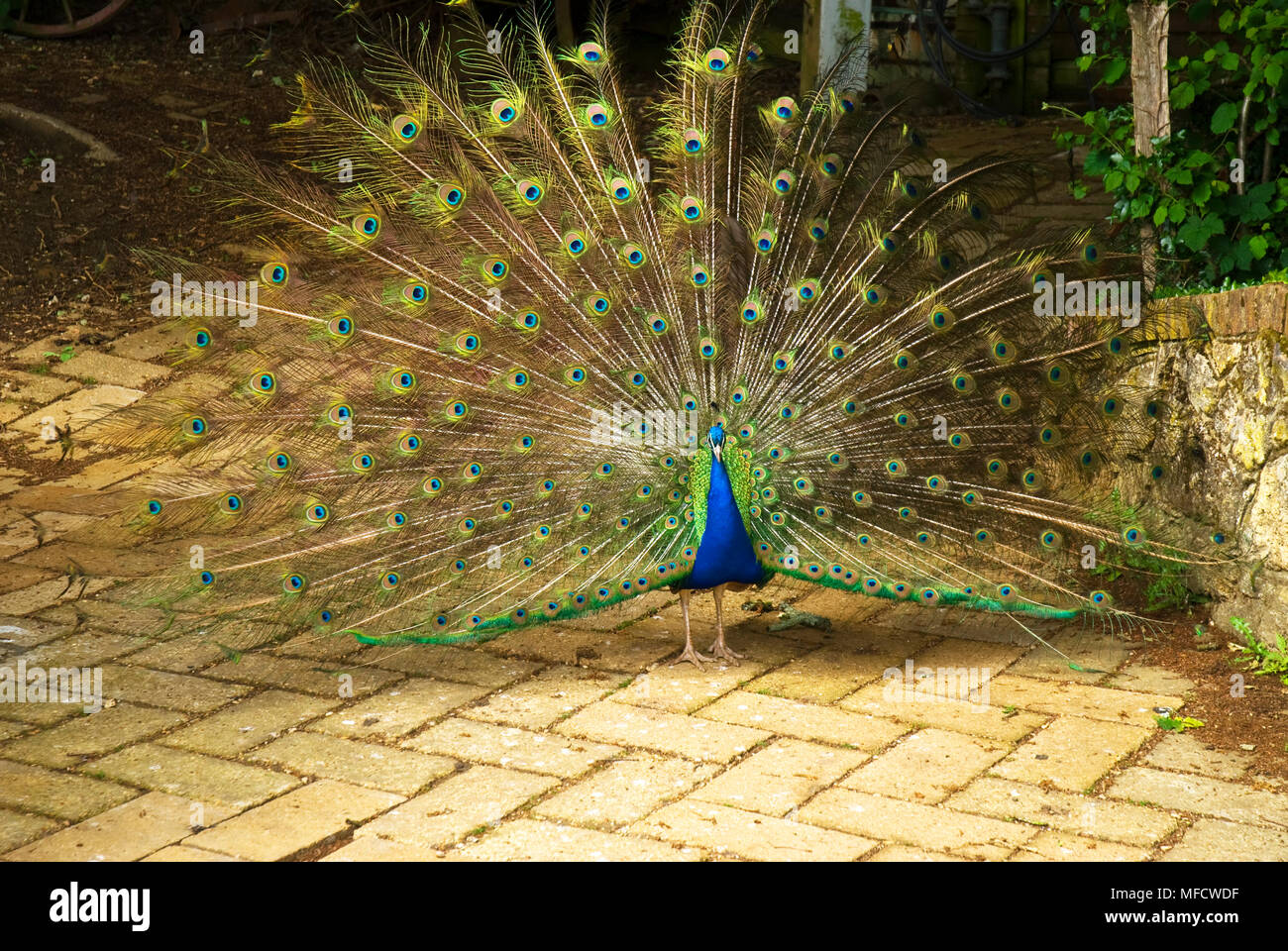 Muscle peacock hi-res stock photography and images - Alamy