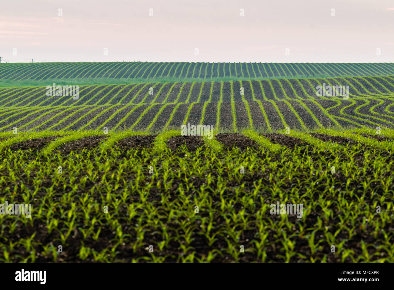 See the undulating corn fields in the midwest Stock Photo - Alamy