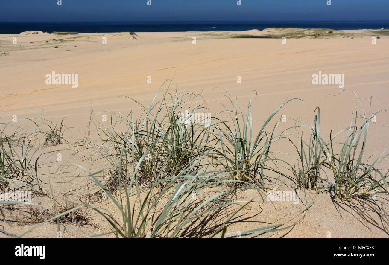 Close up of beach grass at Stockton Beach, NSW, Australia. Sea Grasses ...