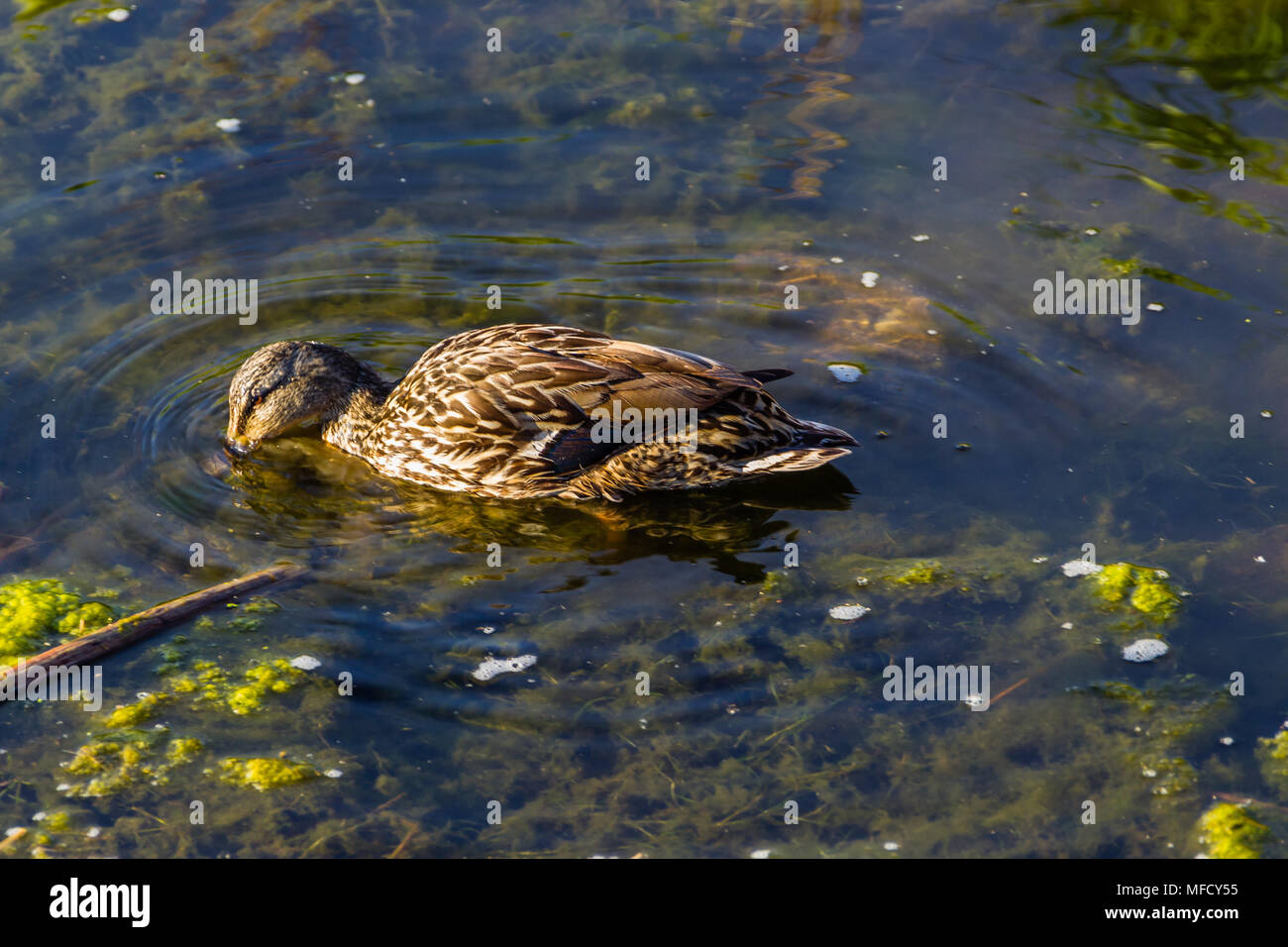 Waiting duck hi-res stock photography and images - Alamy