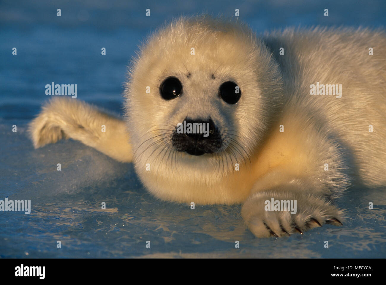 HARP SEAL pup Phoca groenlandica Magdalen Island, Quebec, Canada Stock Photo - Alamy