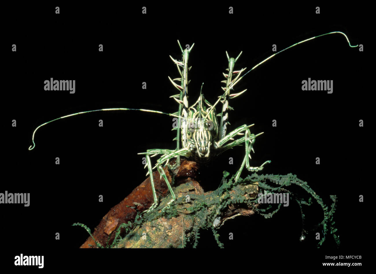 KATYDID Markia histrix Mimic of lichen, Western Andes, Altitude 1000m ...