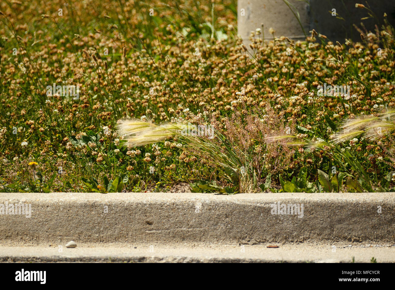 Roadside weeds hi-res stock photography and images - Alamy