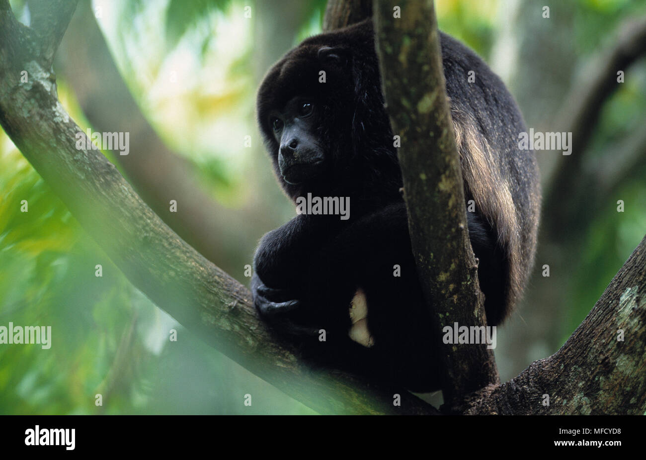 MANTLED HOWLER MONKEY Alouatta palliata Curu Reserve, Nicoya, Costa ...