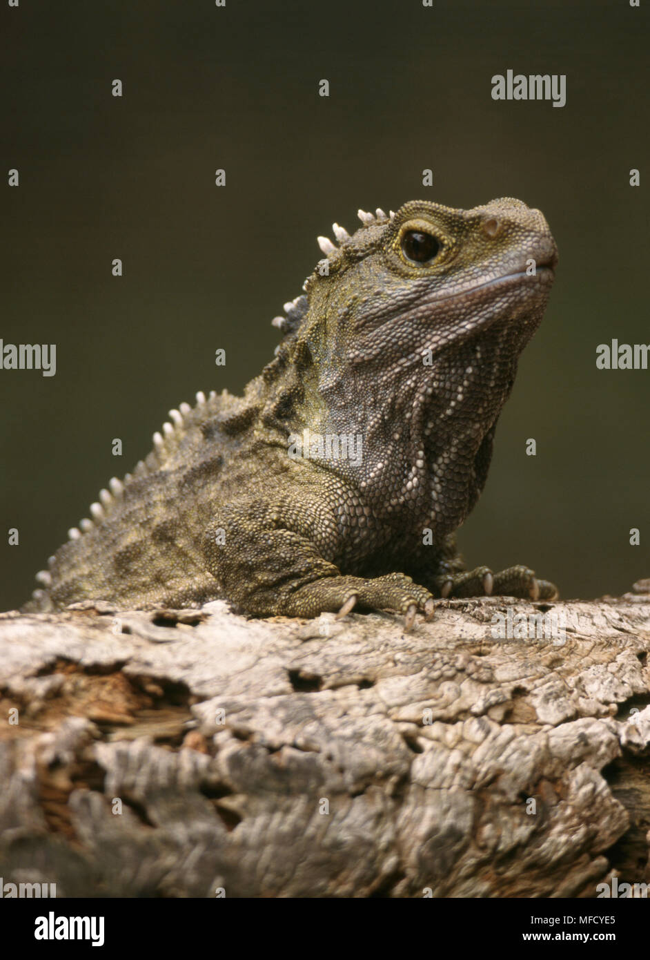 TUATARA head detail Sphenodon punctatus Stephens Island, New Zealand ...