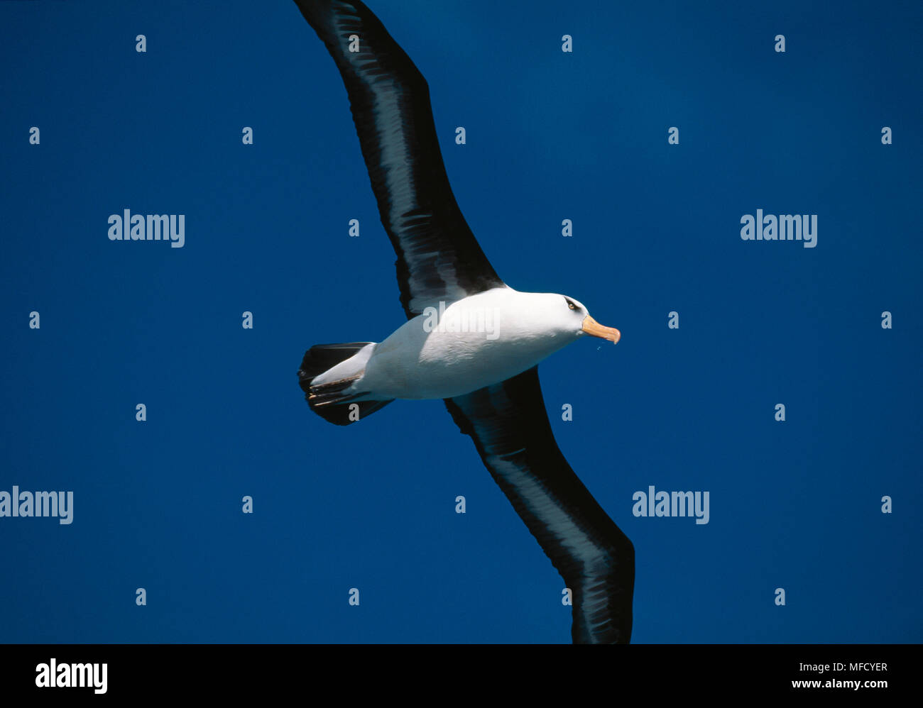 BLACK-BROWED ALBATROSS Thalassarche melanophris impavida New Zealand ...