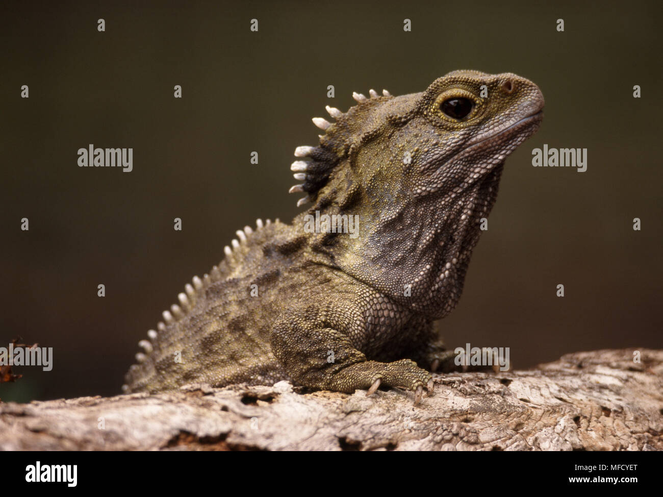 Rhynchocephalia hi-res stock photography and images - Alamy