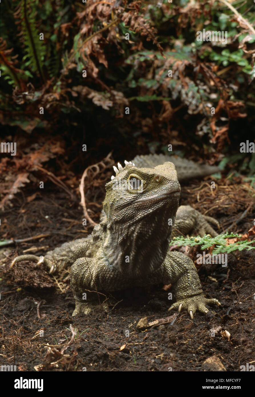 TUATARA anterior view Sphenodon punctatus Stephens Island, New Zealand ...