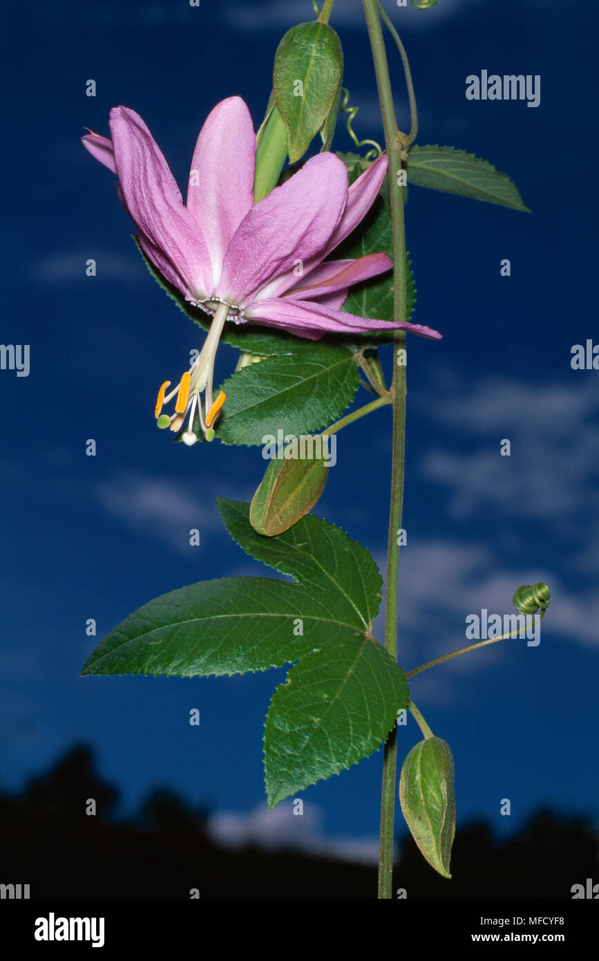 PASSION FLOWER in bloom Passiflora sp. Montane species at 2800m Cayambe ...