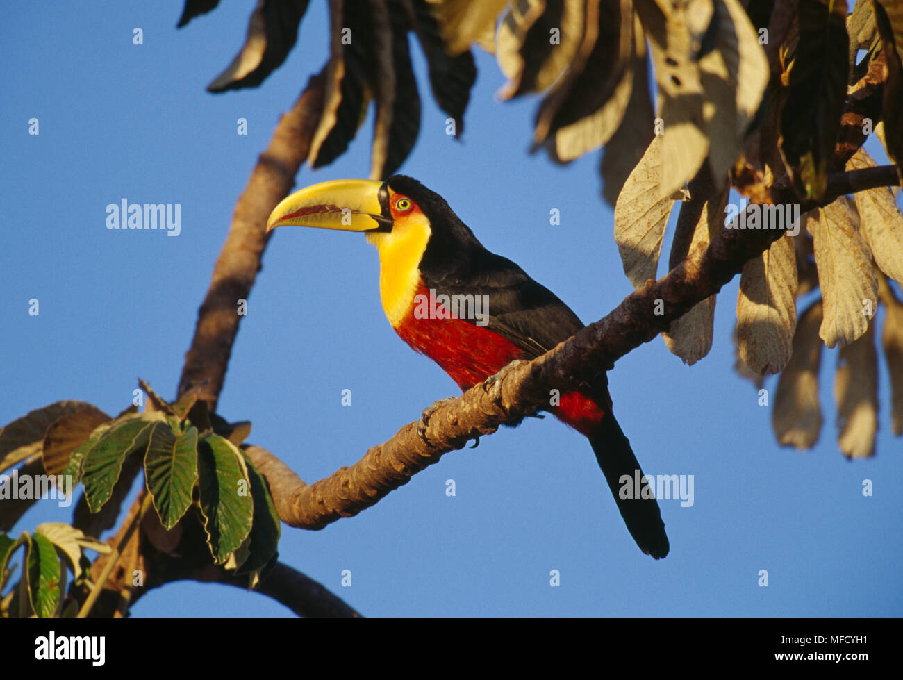 RED-BREASTED TOUCAN Ramphastos dicolorus on branch Serra da Canastra ...