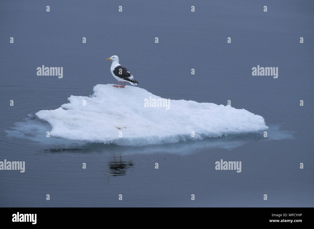 Bering sea animals hi-res stock photography and images - Alamy
