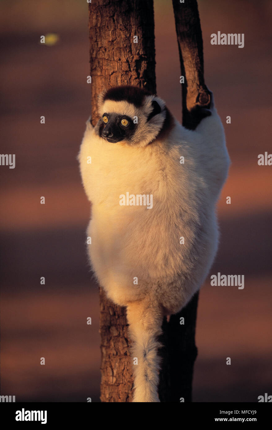 VERREAUX'S SIFAKA LEMUR Propithecus verreauxi clinging to trunk of tree ...