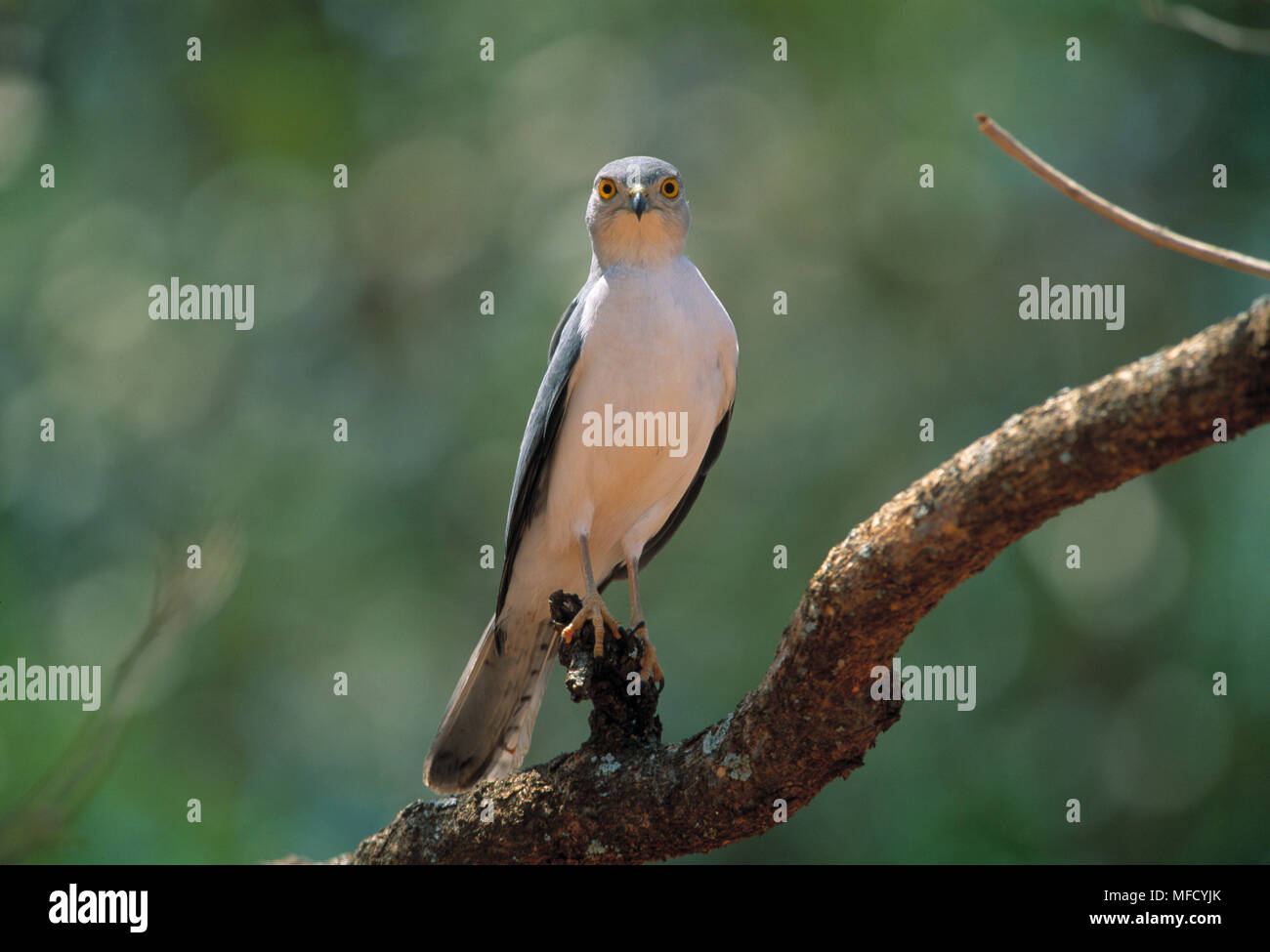 Frances sparrowhawk hi-res stock photography and images - Alamy