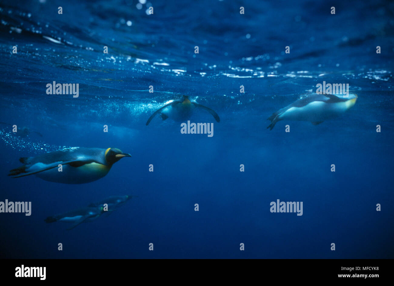 King penguins swimming underwater hi-res stock photography and images ...