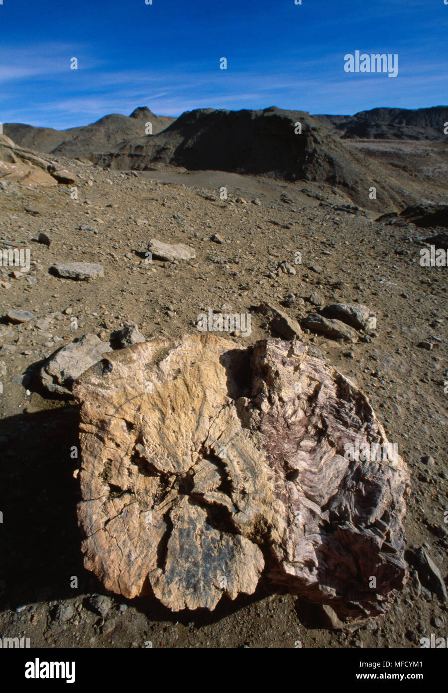 TREE FOSSIL evidence of once-warm climate Seymour Is, Weddell Sea ...