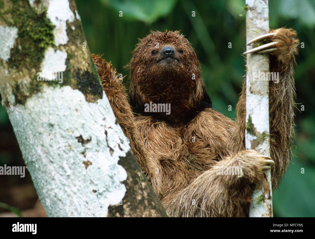 MANED SLOTH Bradypus torquatus Endangered, Atlantic Forest Bahia State ...