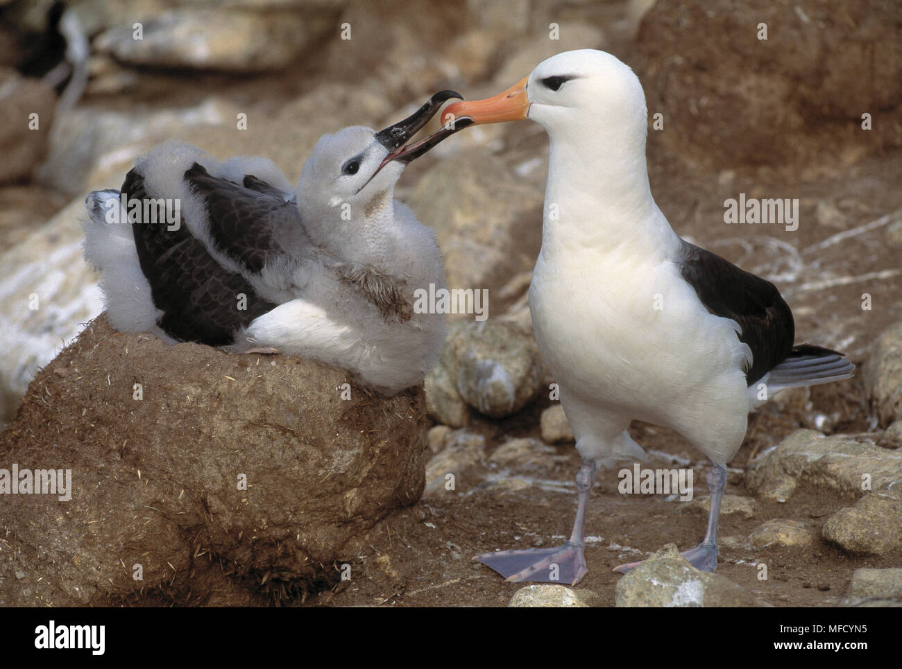 BLACK-BROWED ALBATROSS Thalassarche melanophris feeding young New ...