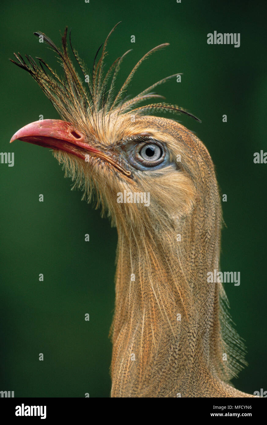 RED-LEGGED SERIEMA Cariama cristata Serra da Canastra National Park ...