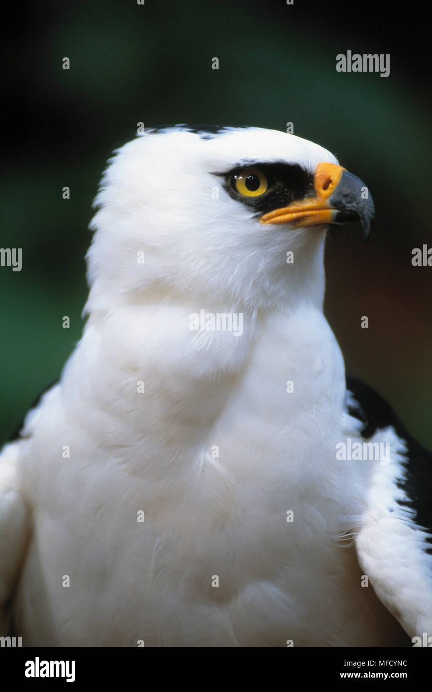 BLACK AND WHITE HAWK EAGLE Spizaster melanoleucus Atlantic rainforest ...