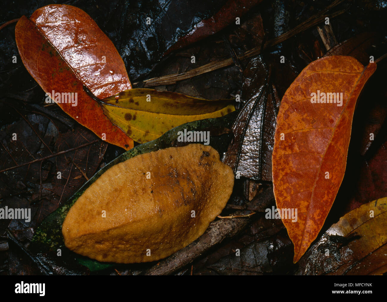 LEAF-MIMIC SLUG (Species unknown) Una Reserve, Atlantic Forest, Bahia ...