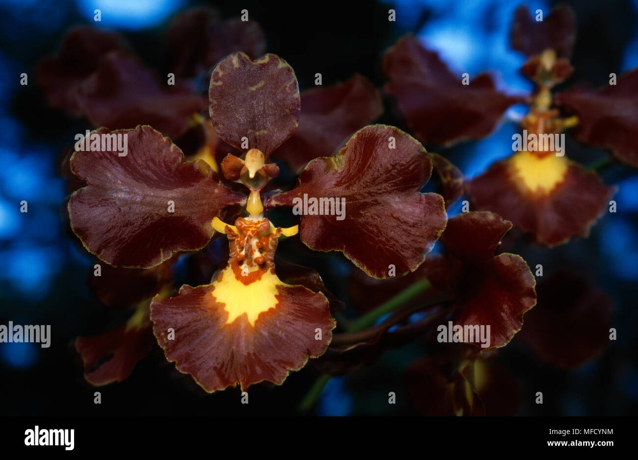 Brazilian orchids hi-res stock photography and images - Alamy