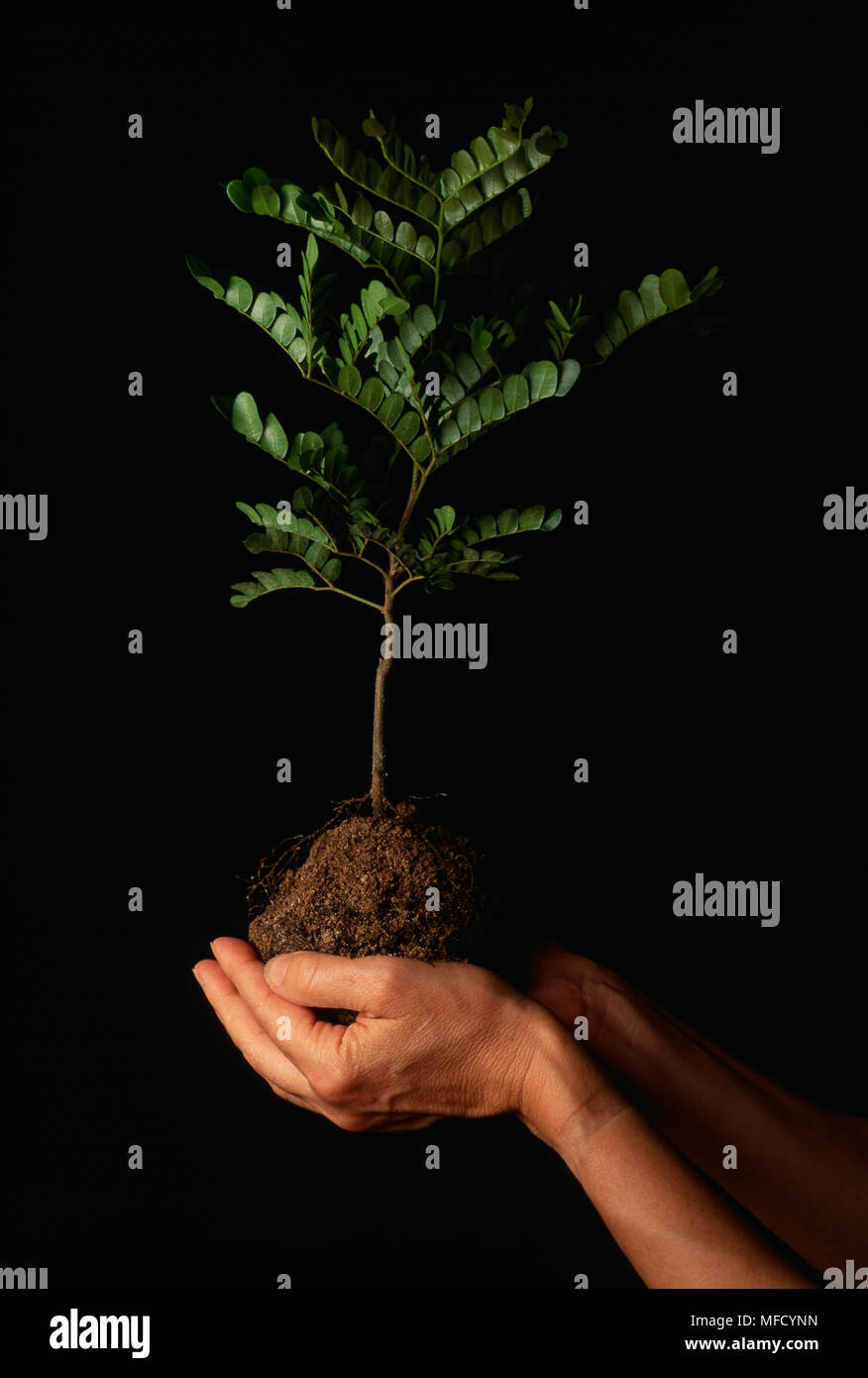 PAU-BRASIL seedling Caesalpinia echinata Important endangered lumber ...