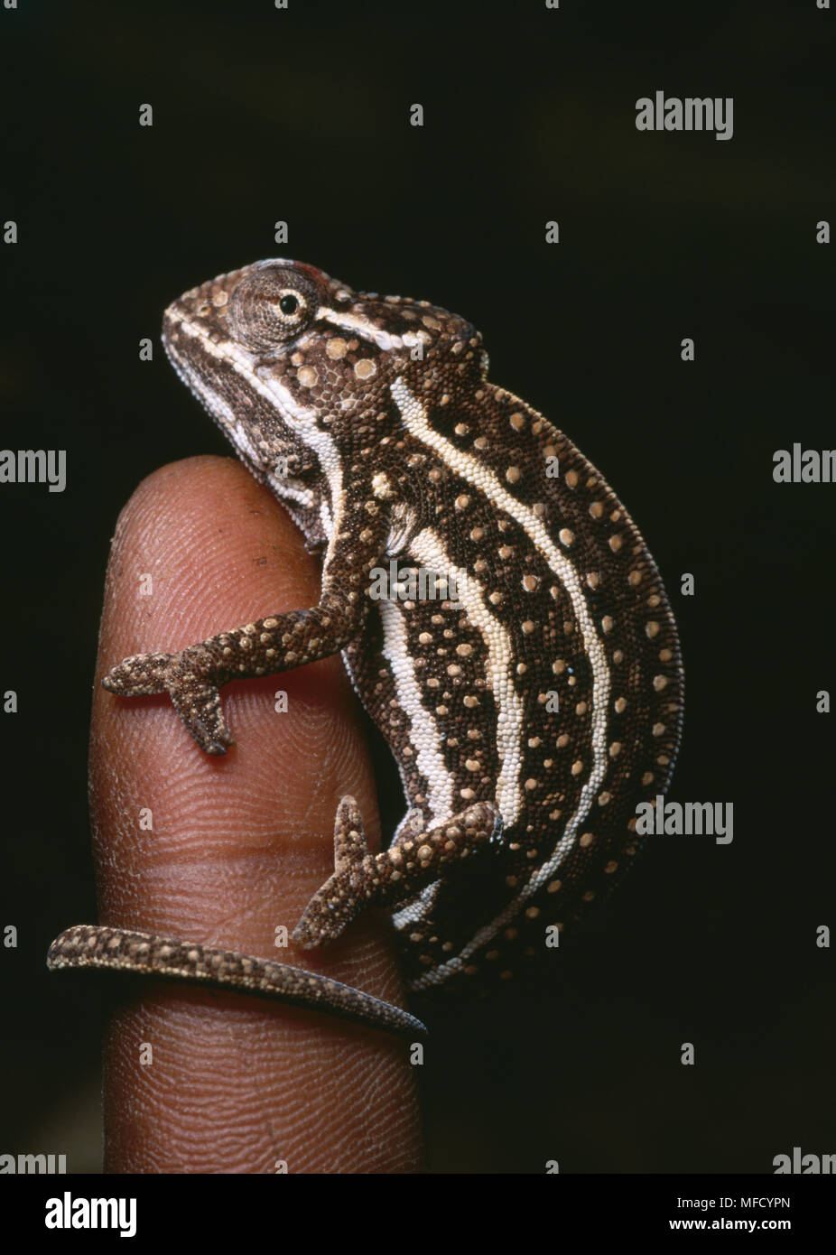 MADAGASCAR FOREST CHAMELEON Furcifer campani on human finger ...