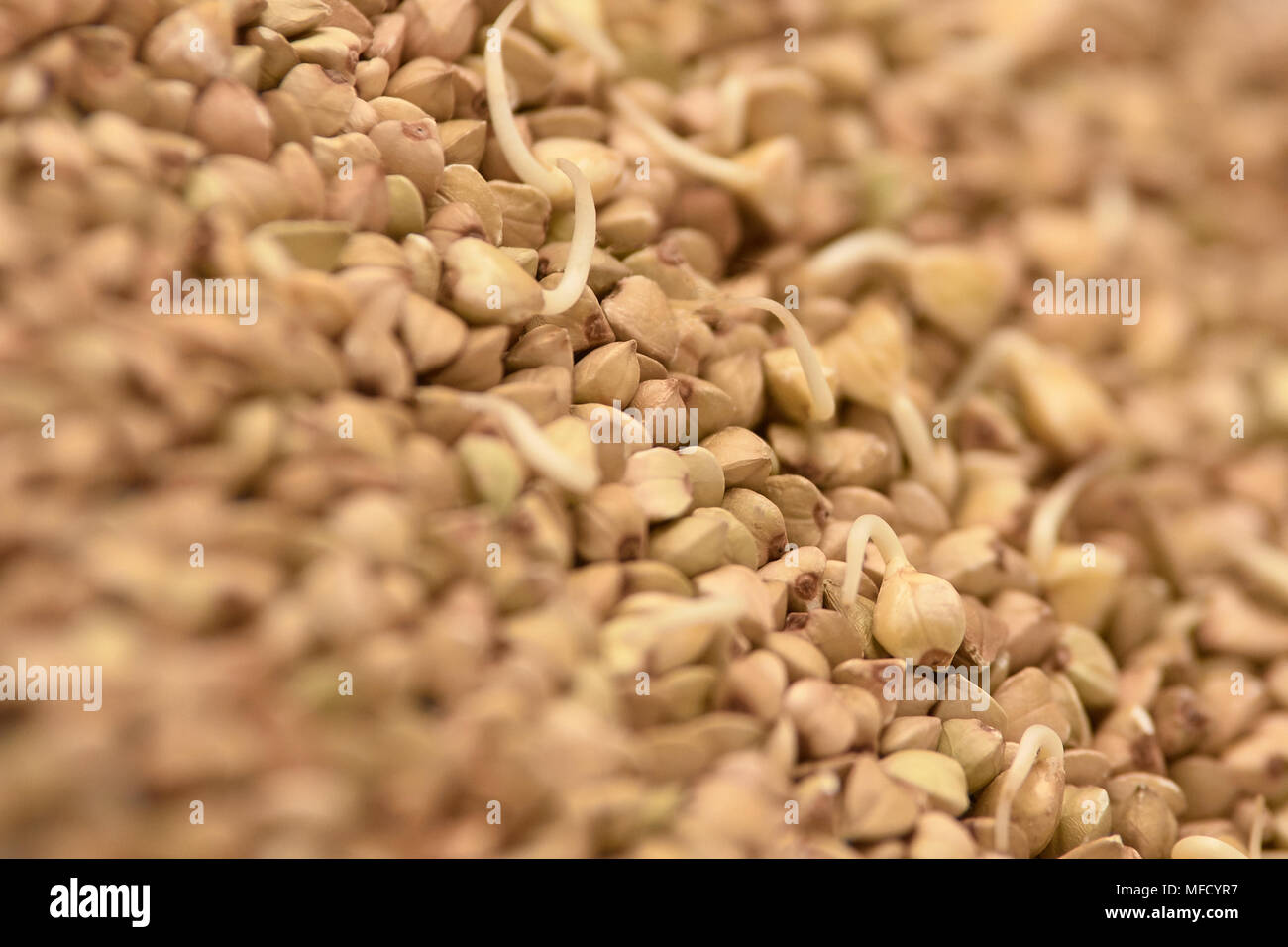 Brown croup. Buckwheat grains. Healthy food. Sprouts Stock Photo - Alamy