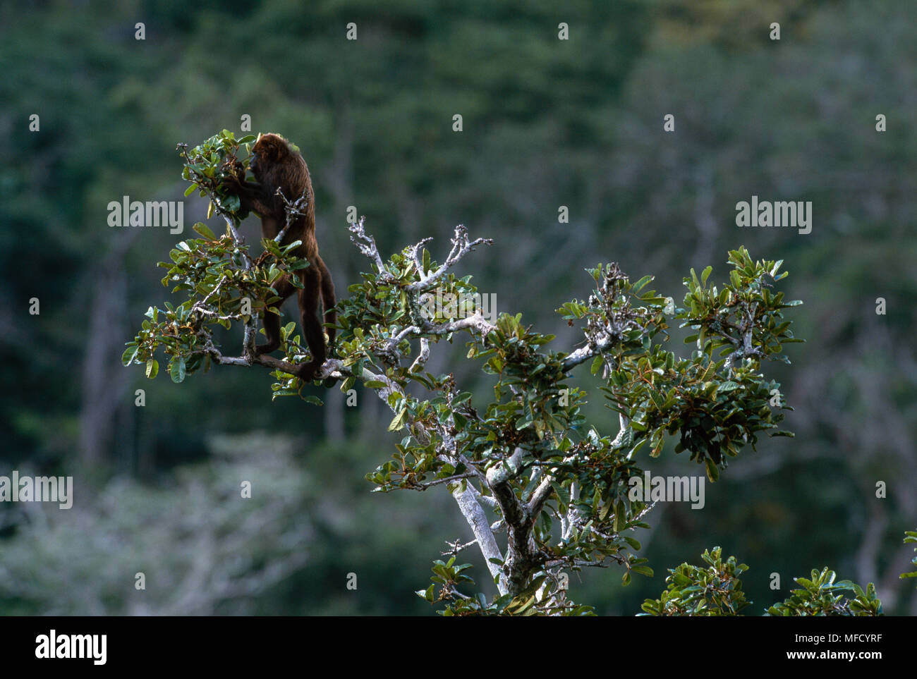 BROWN HOWLER MONKEY Alouatta fusca feeding on fruit. Caratinga Reserve ...