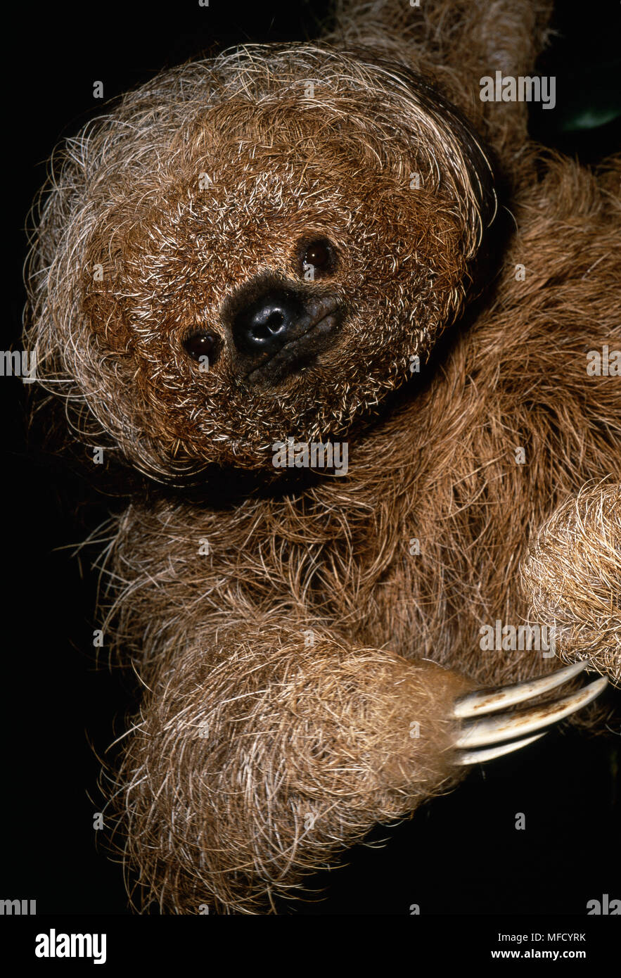 Maned sloth hi-res stock photography and images - Alamy
