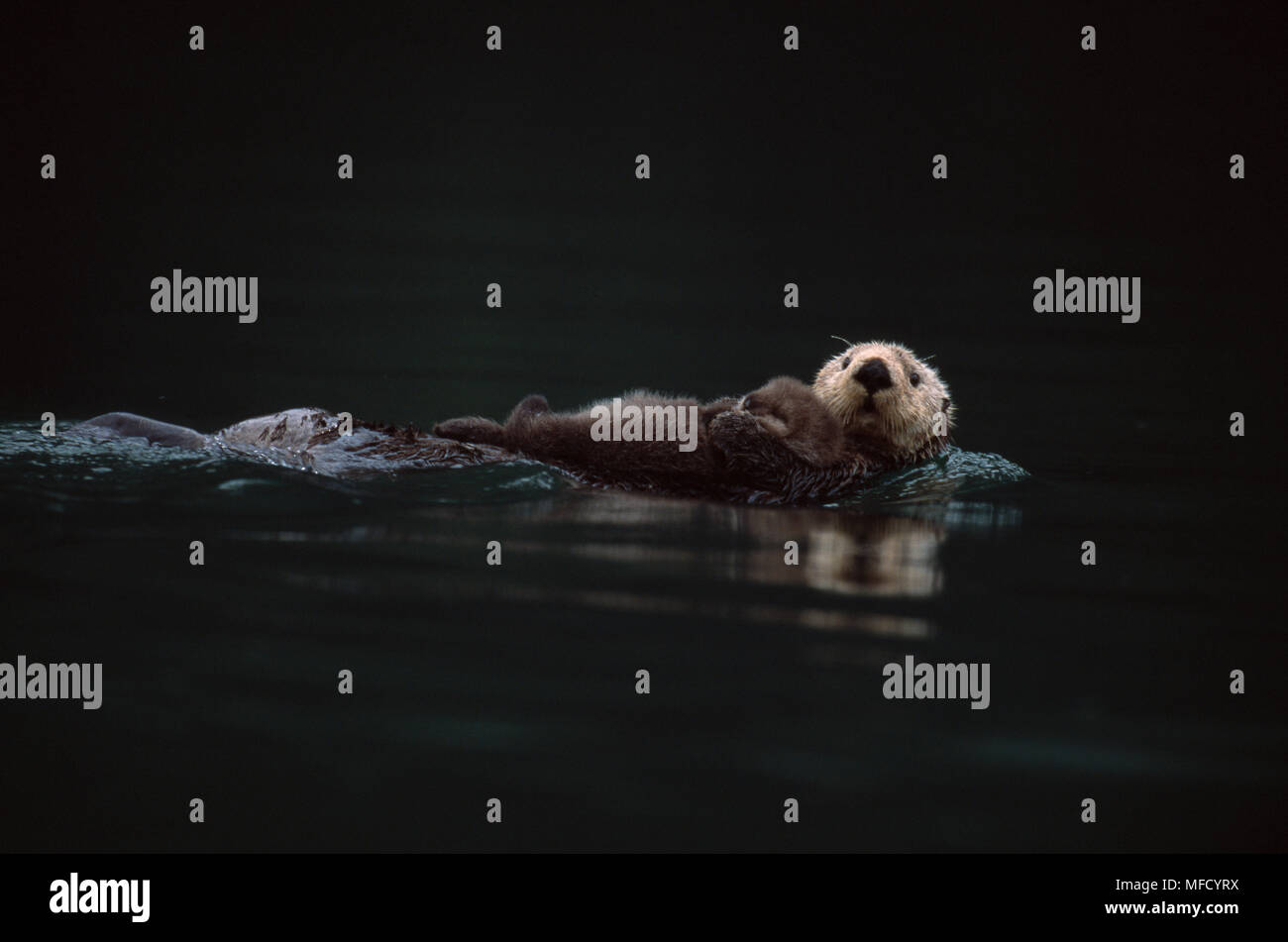 Female sea otters hi-res stock photography and images - Alamy
