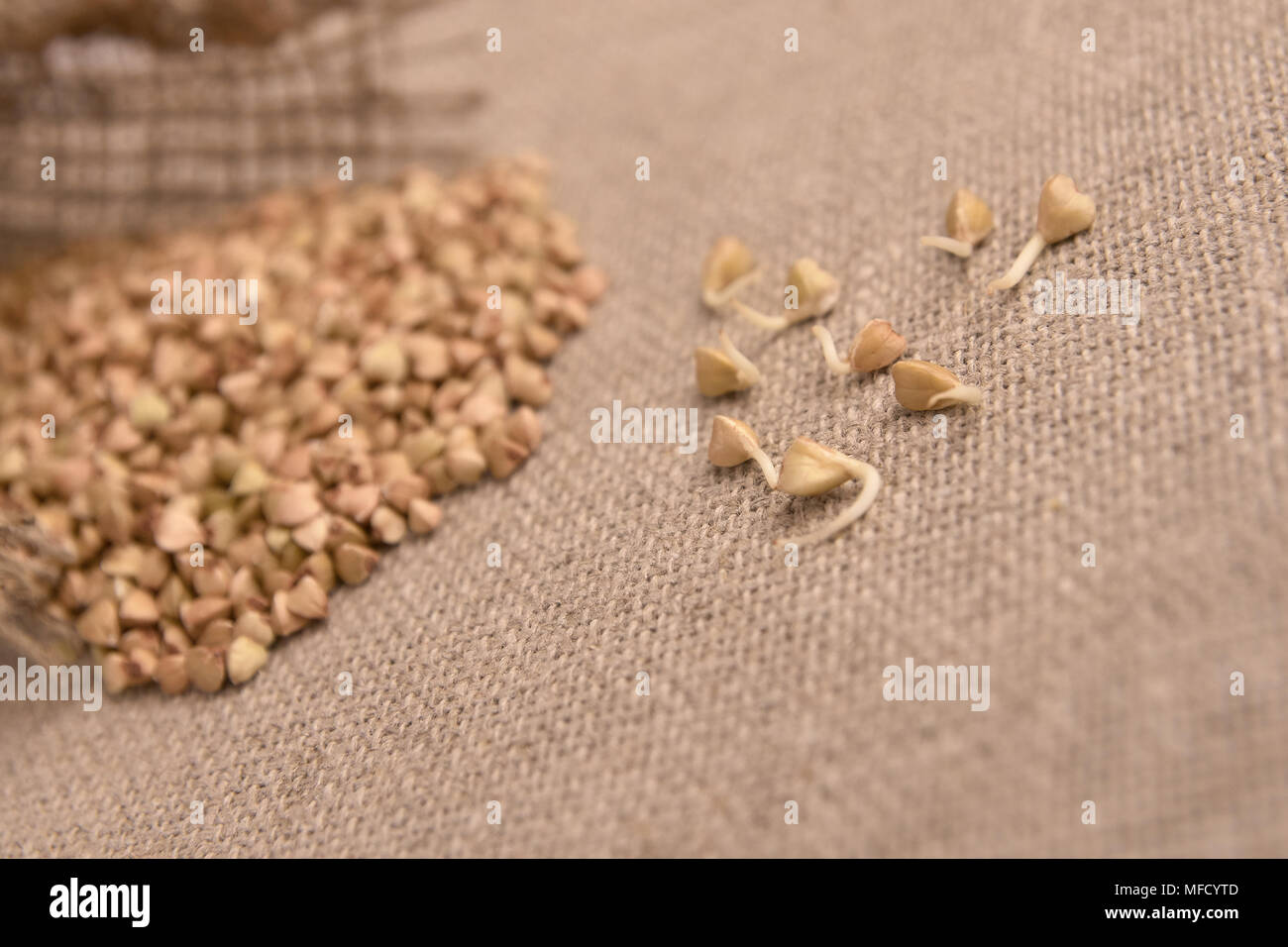 Buckwheat grain. Sprouts. Neutral background. Healthy food Stock Photo ...