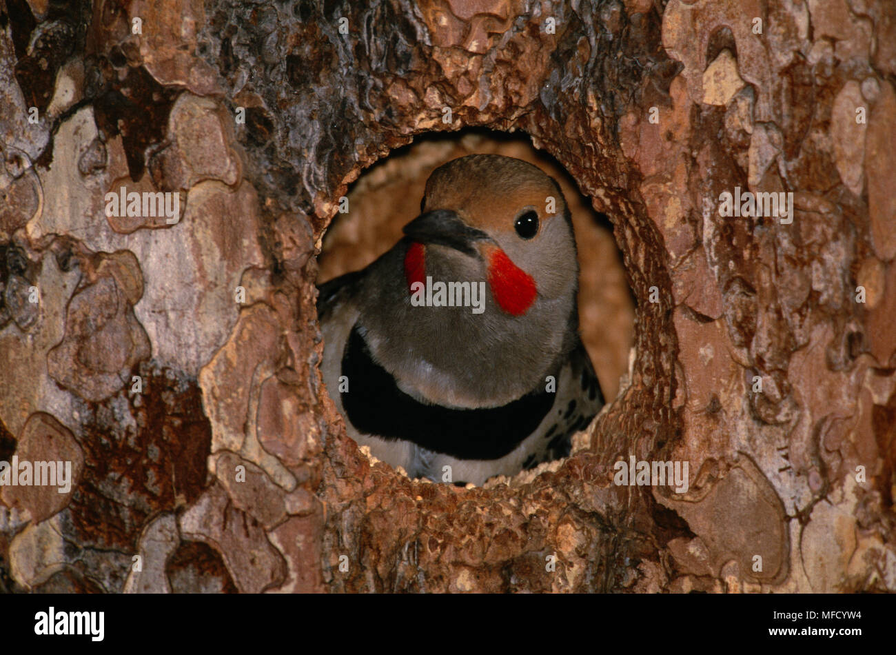 NORTHERN FLICKER Colaptes auratus in nest hole in Ponderosa Pine ...