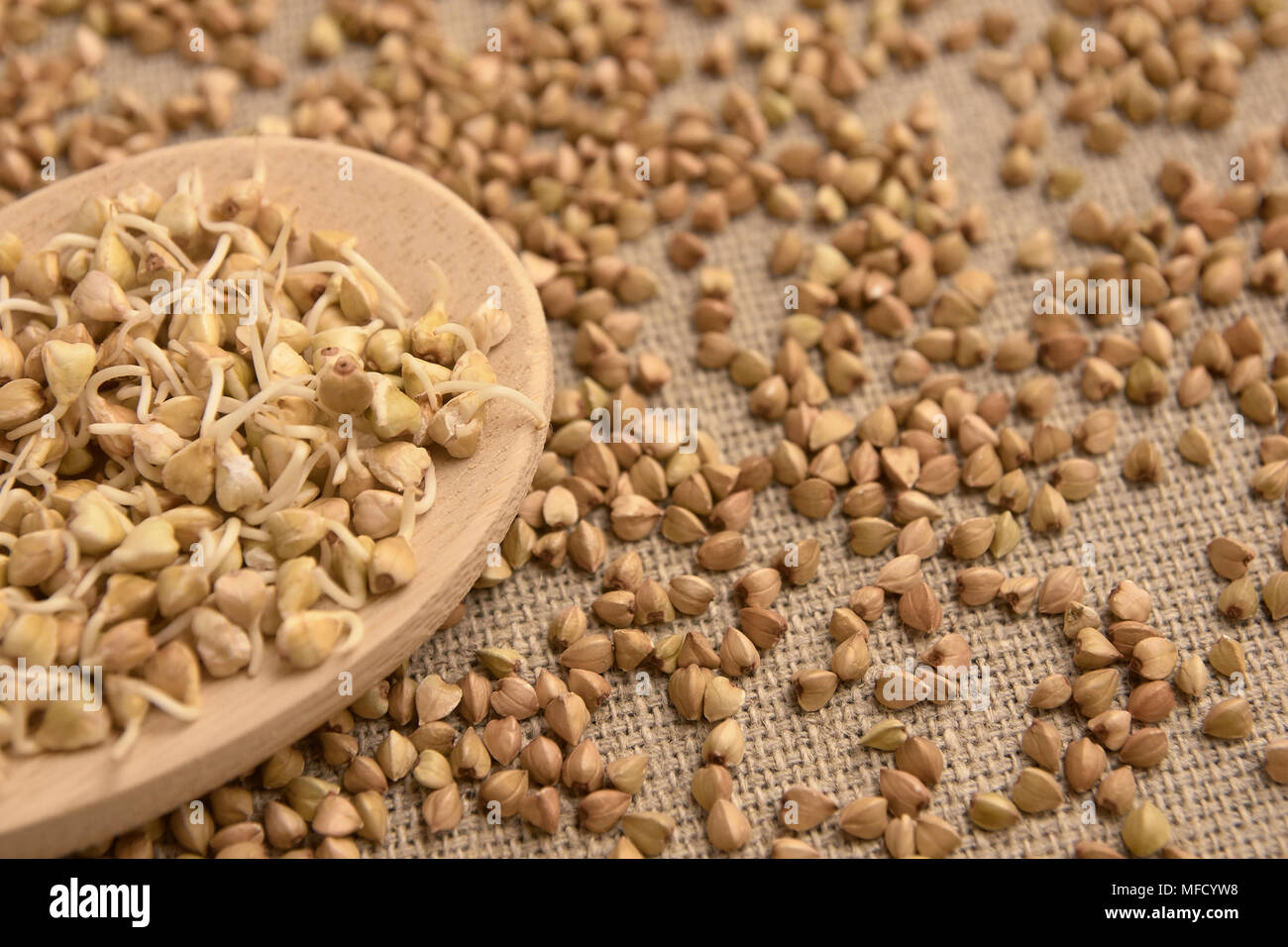 Buckwheat sprouts. Grain cereals. Natural background Stock Photo - Alamy